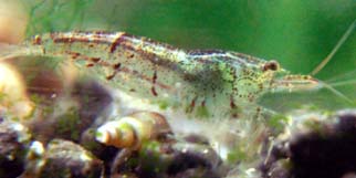 Different types of Neocaridina heteropoda | The Shrimp Farm