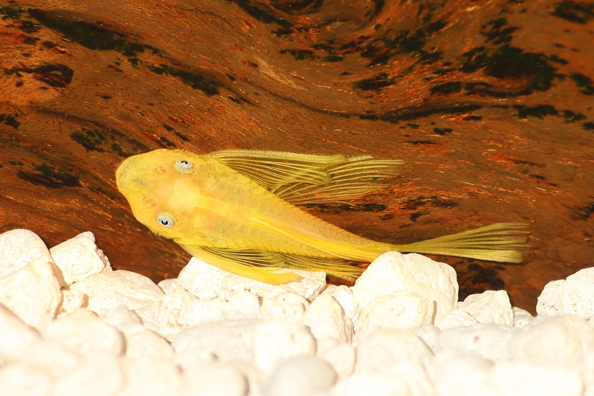Blue Eye Lemon Bristlenose Pleco (L144) | Caring for Your Leucistic ...