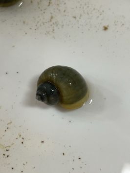Blue Mystery Snail - Pomacea BridGesii | The Shrimp Farm