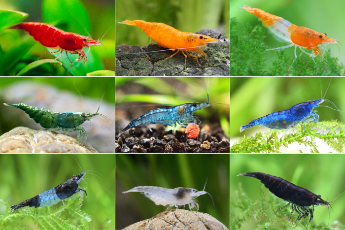 Colorful Freshwater Shrimp