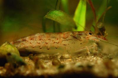 Freshwater Aquarium Shrimp - TheShrimpFarm.com